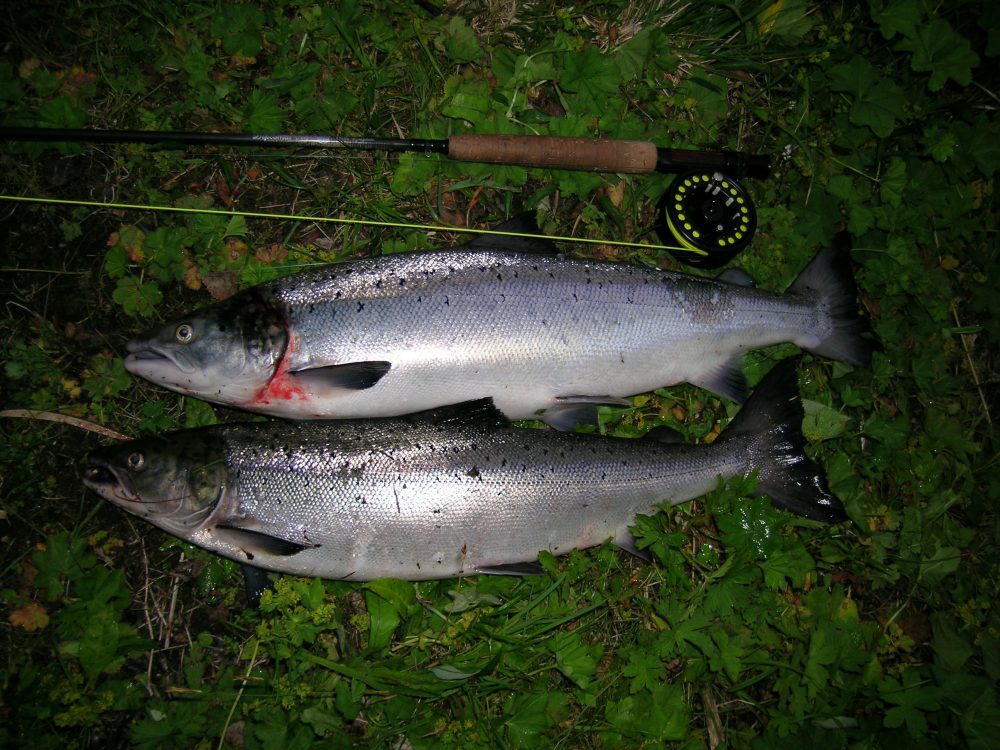 Fiskearter – Tanavassdragets Fiskeforvaltning – TF