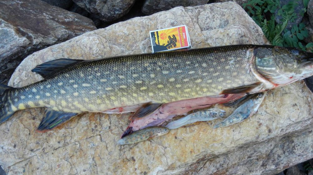 Predasjon på tanalaksen – Tanavassdragets Fiskeforvaltning – TF